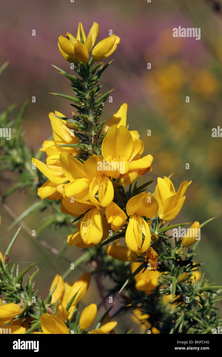 Gorse spines hi-res stock photography and images - Alamy