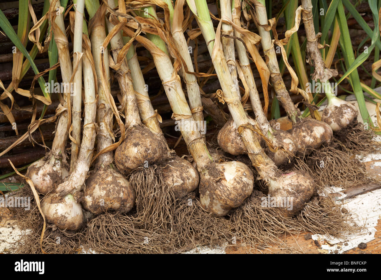 Home Grown Garlic Drying Stock Photo - Alamy