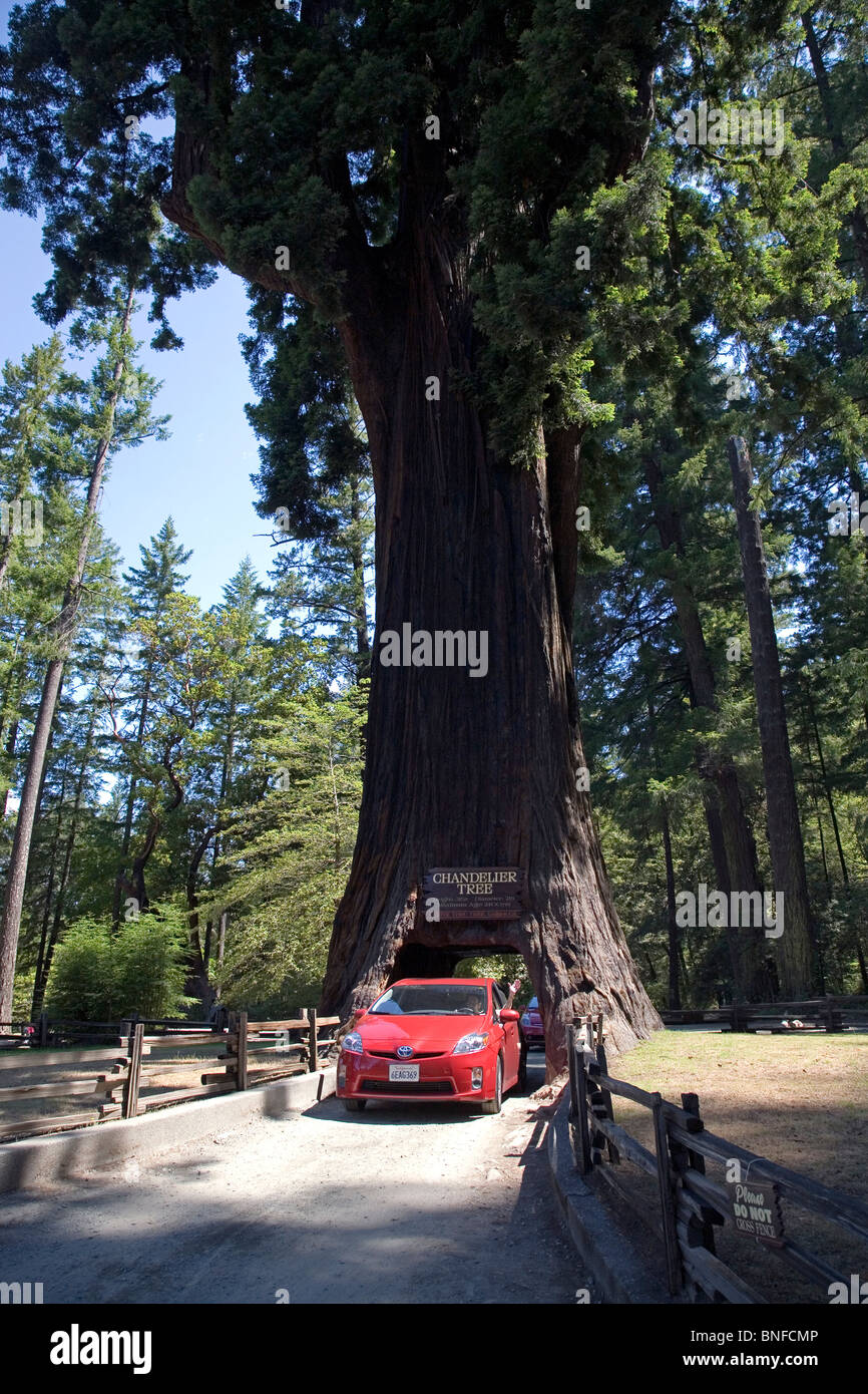 Giant redwood tree, road hi-res stock photography and images - Alamy