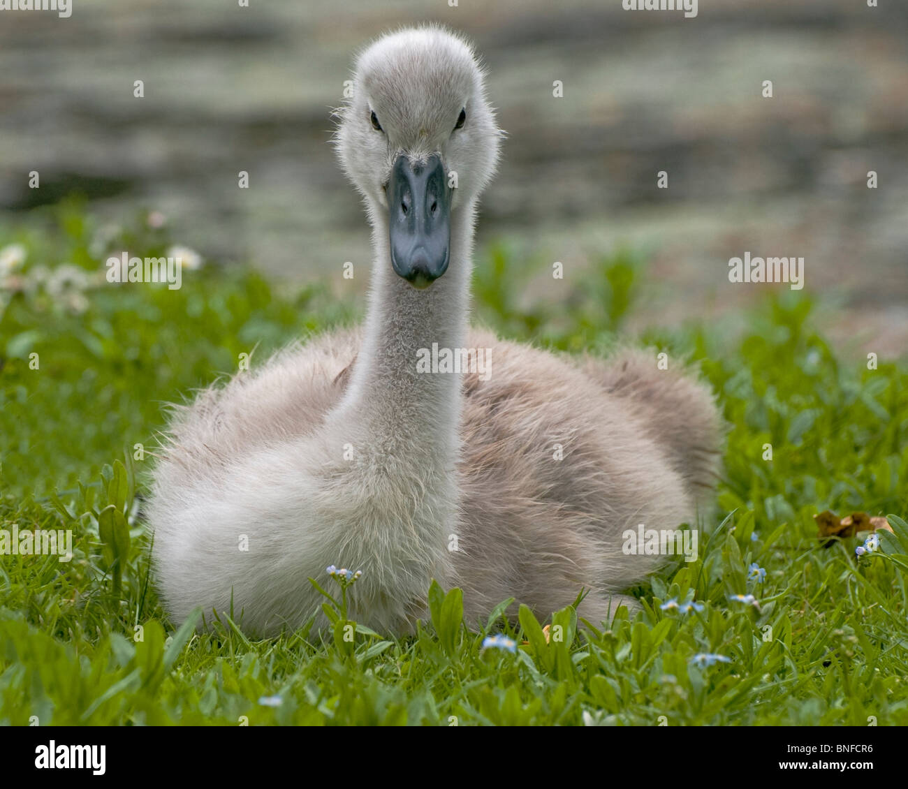 A young mute swan, cygnet, sitting on the grass looking straight ...
