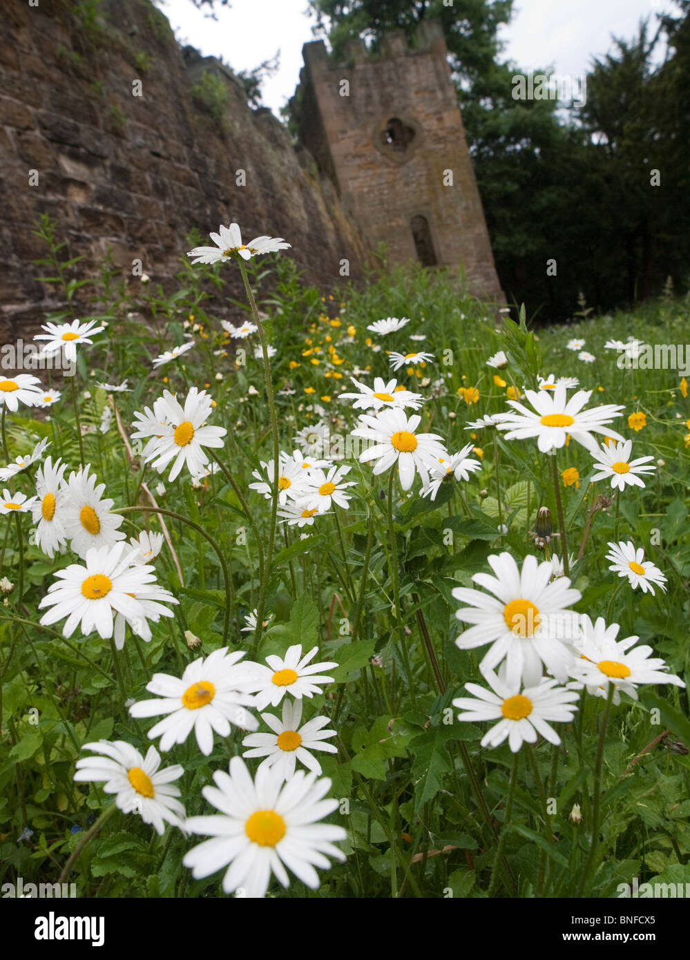 Flowers surrounding Stainborough Castle, in the Wentworth Castle ...