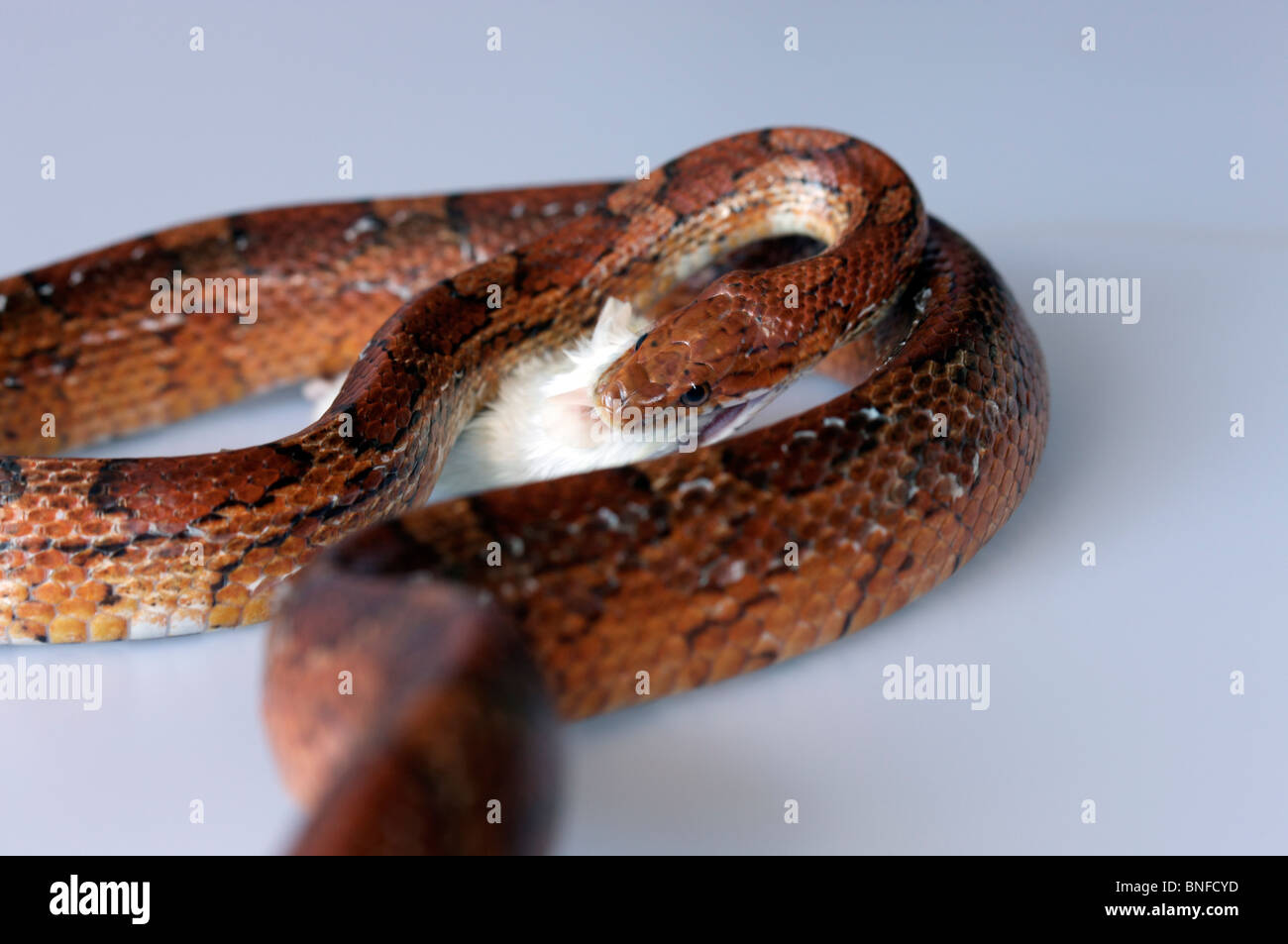 Cornsnake hi-res stock photography and images - Alamy