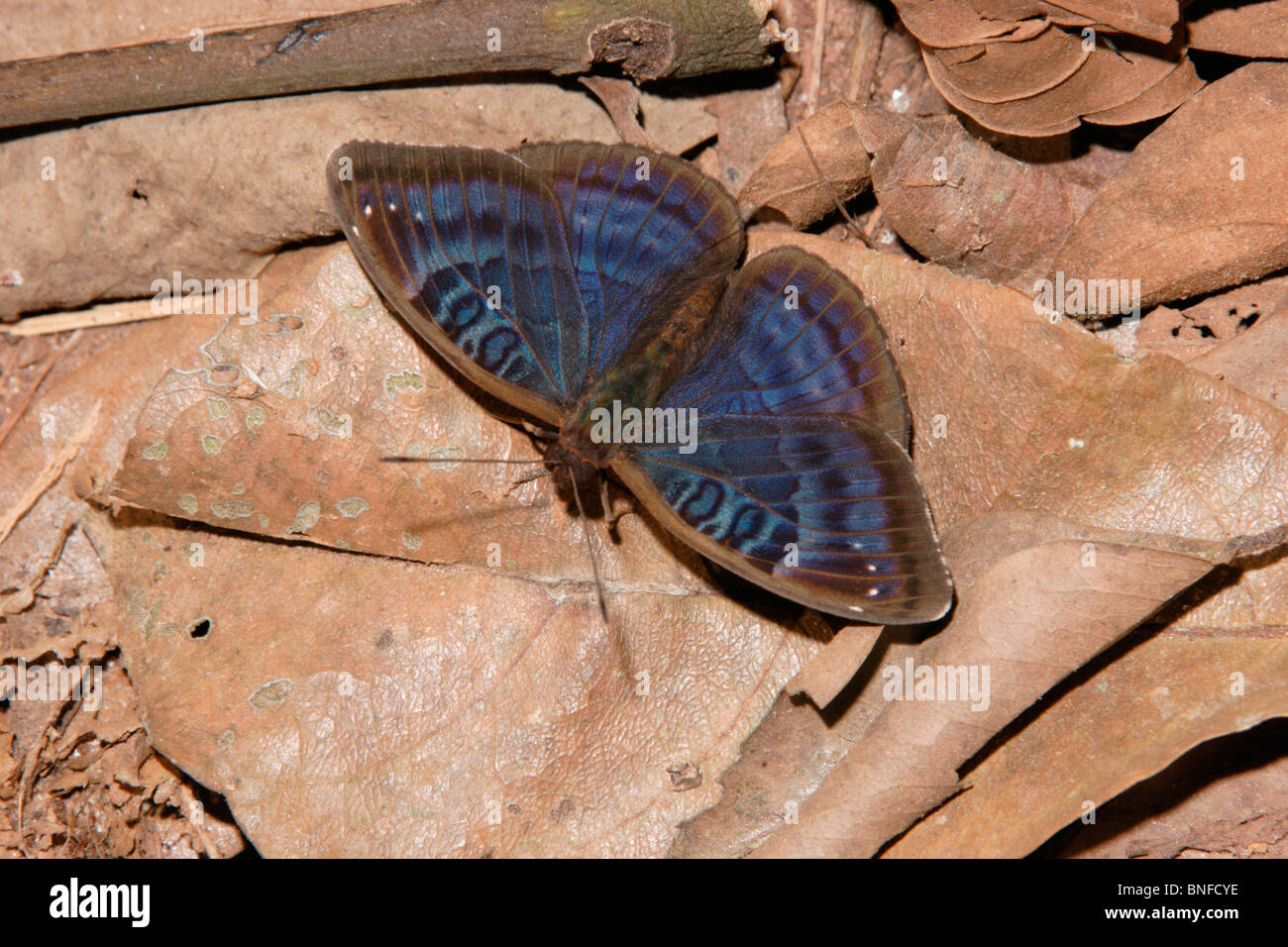 Butterfly (Euriphene barombina : Nymphalidae), male in rainforest ...