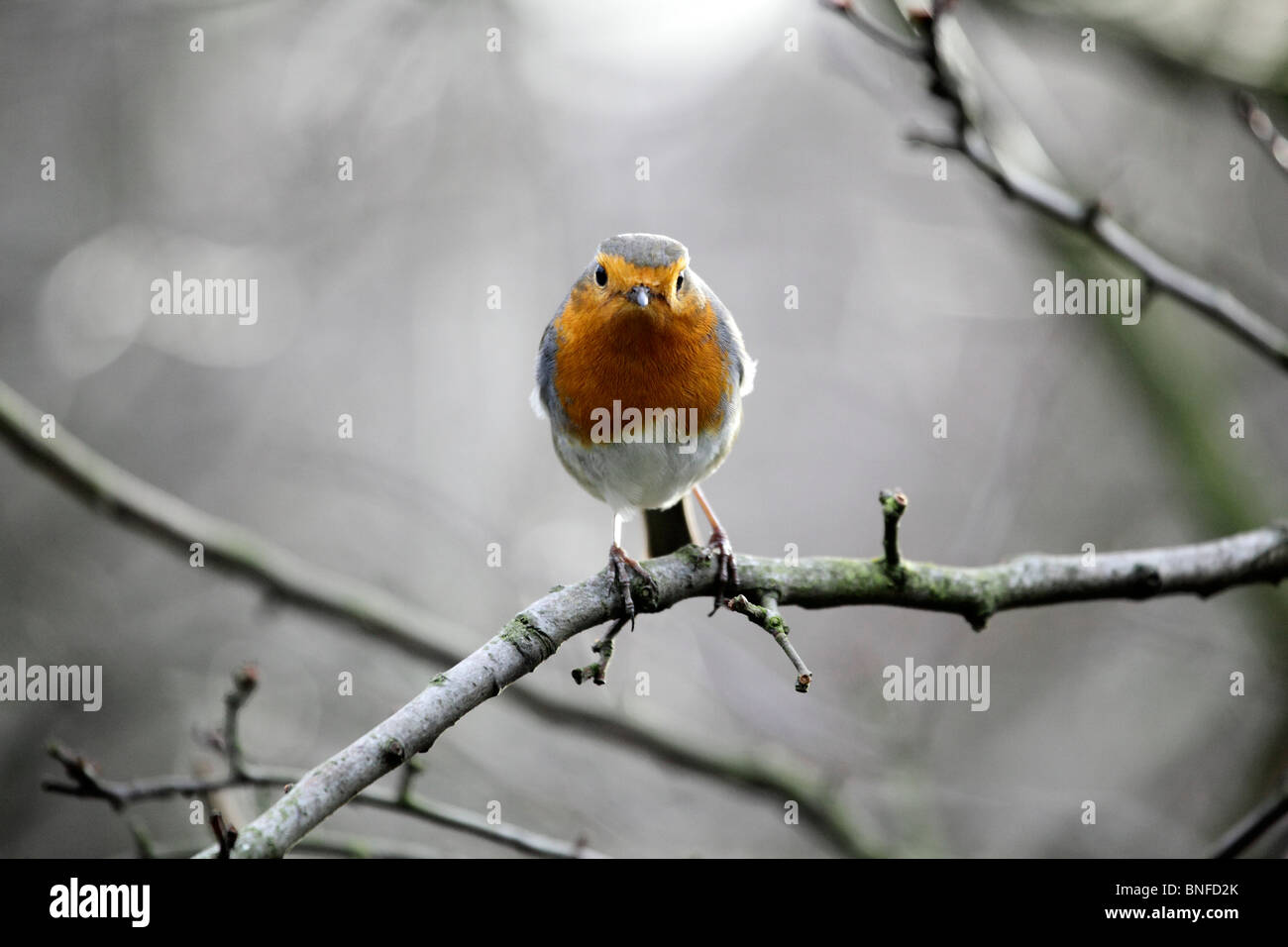 Robin (Erithacus rubecula), Fairburn Ings, RSPB Nature Reserve ...