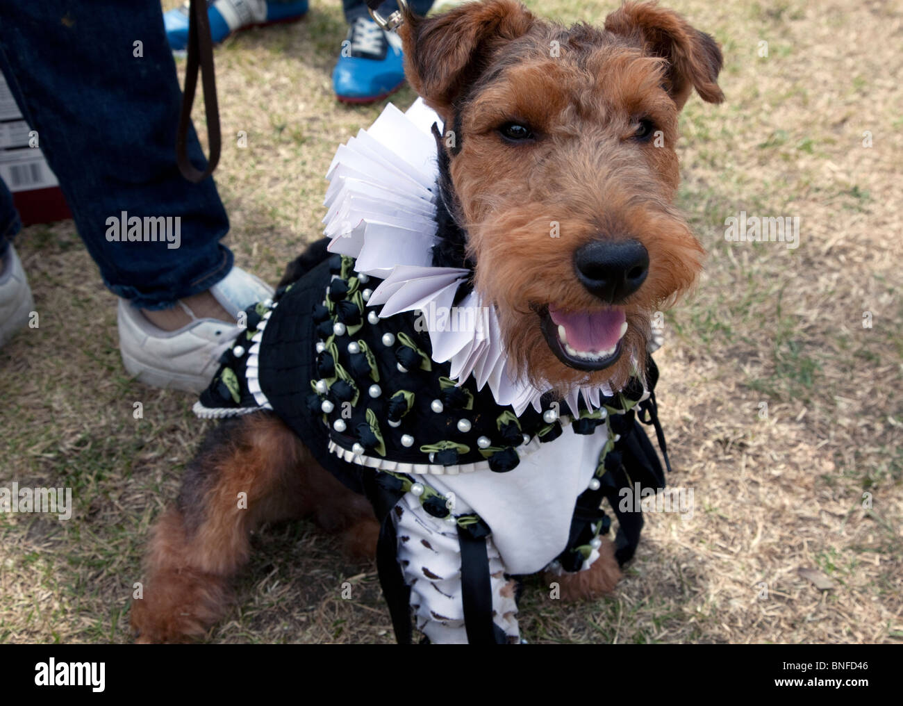 Dog show contestant at Shoreditch Park Festival, London Stock Photo - Alamy
