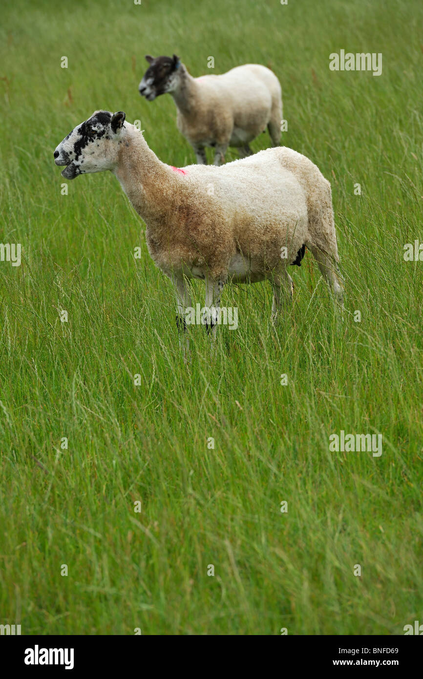 Prime British Livestock - Sheep Stock Photo - Alamy
