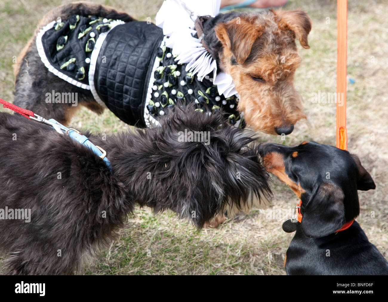 Dog show contestants at Shoreditch Park Festival, London Stock Photo ...