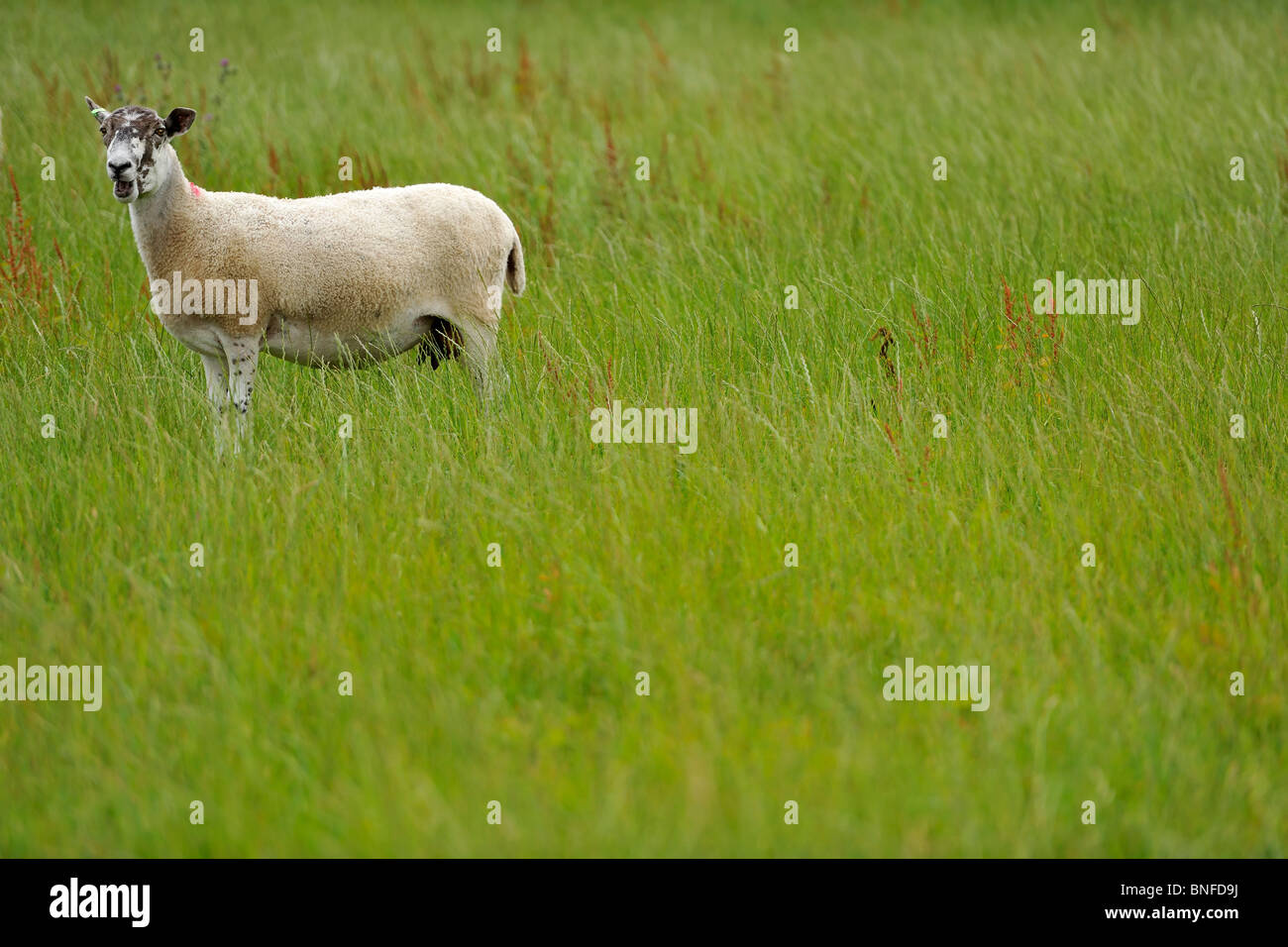 Prime British Livestock - Sheep Stock Photo - Alamy