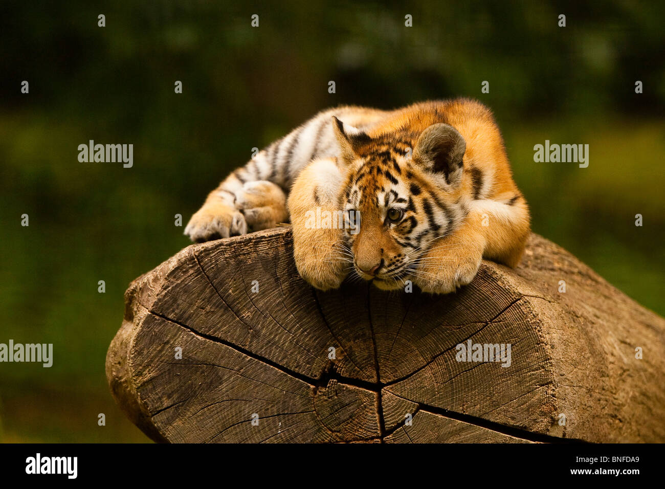Siberian/Amur Tiger Cub Laying on Tree Stock Photo - Alamy