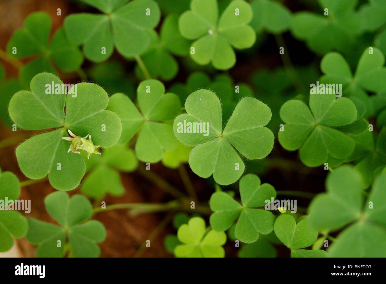 Three leaf clovers for backgrounds Stock Photo - Alamy