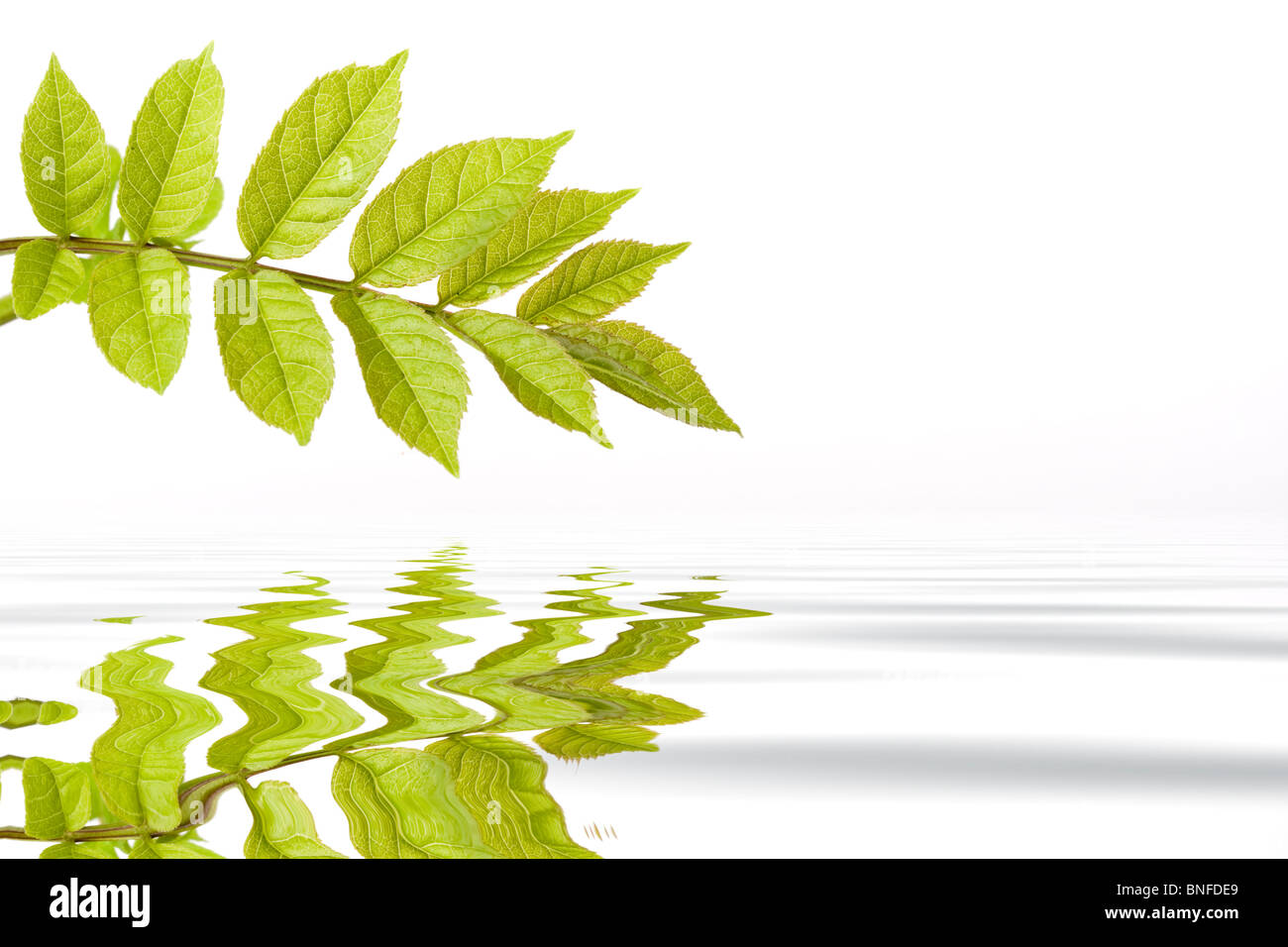 Green leaf reflecting in water Stock Photo - Alamy