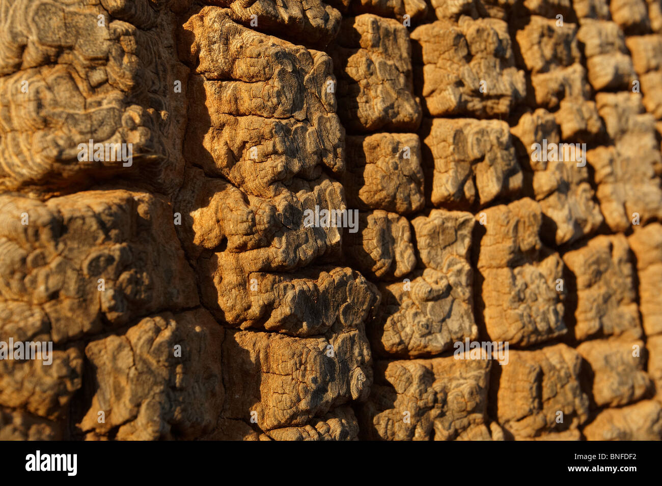 Shea Tree High Resolution Stock Photography and Images - Alamy