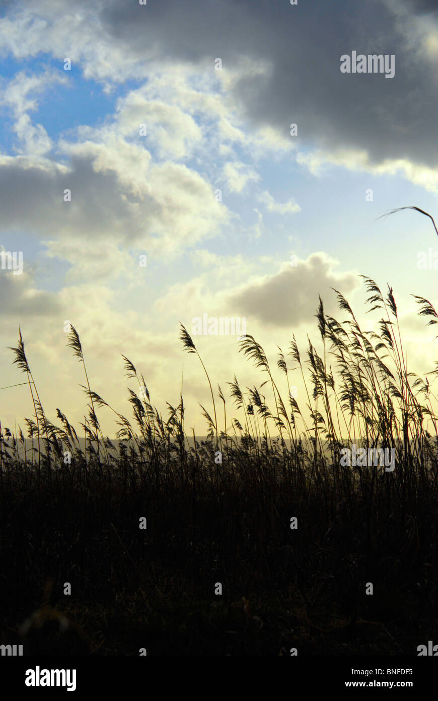 Reeds blowing wind hi-res stock photography and images - Alamy