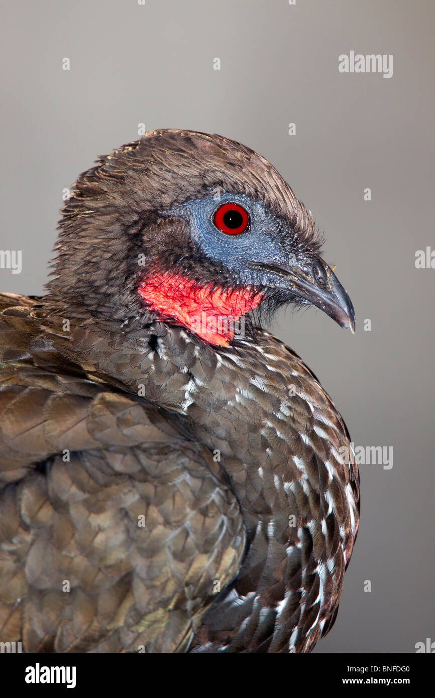 White crested guan bird hi-res stock photography and images - Alamy