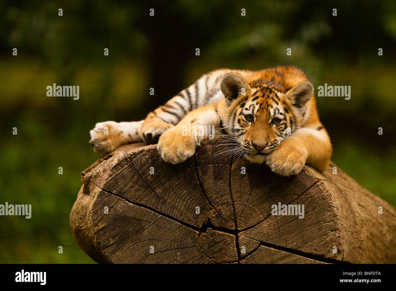 Siberian/Amur Tiger Cub Laying on Tree Stock Photo - Alamy