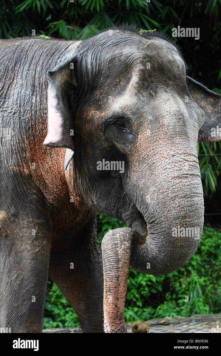 Sumatran elephant detail hi-res stock photography and images - Alamy