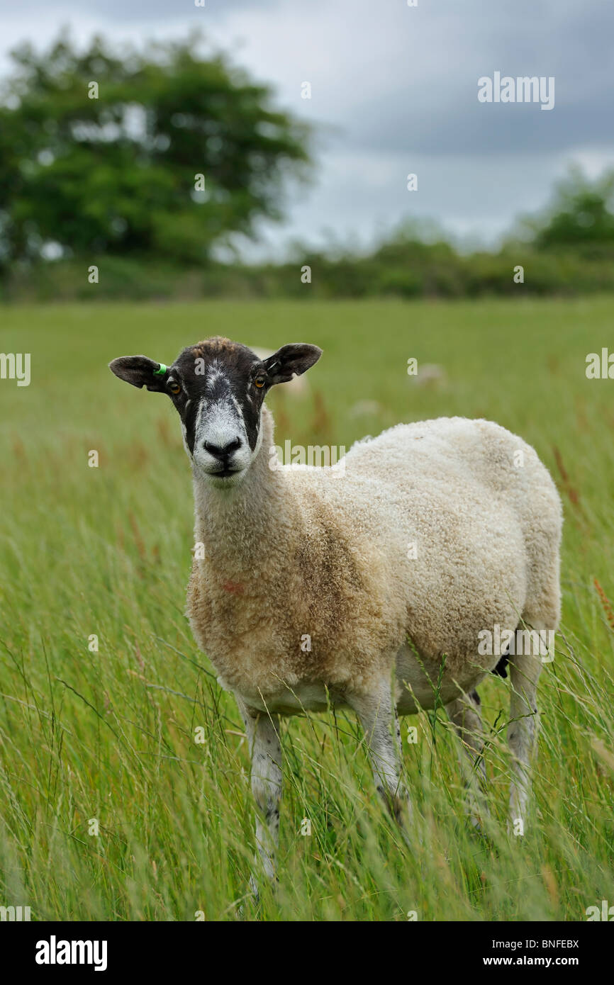 Prime British Livestock - Sheep Stock Photo - Alamy