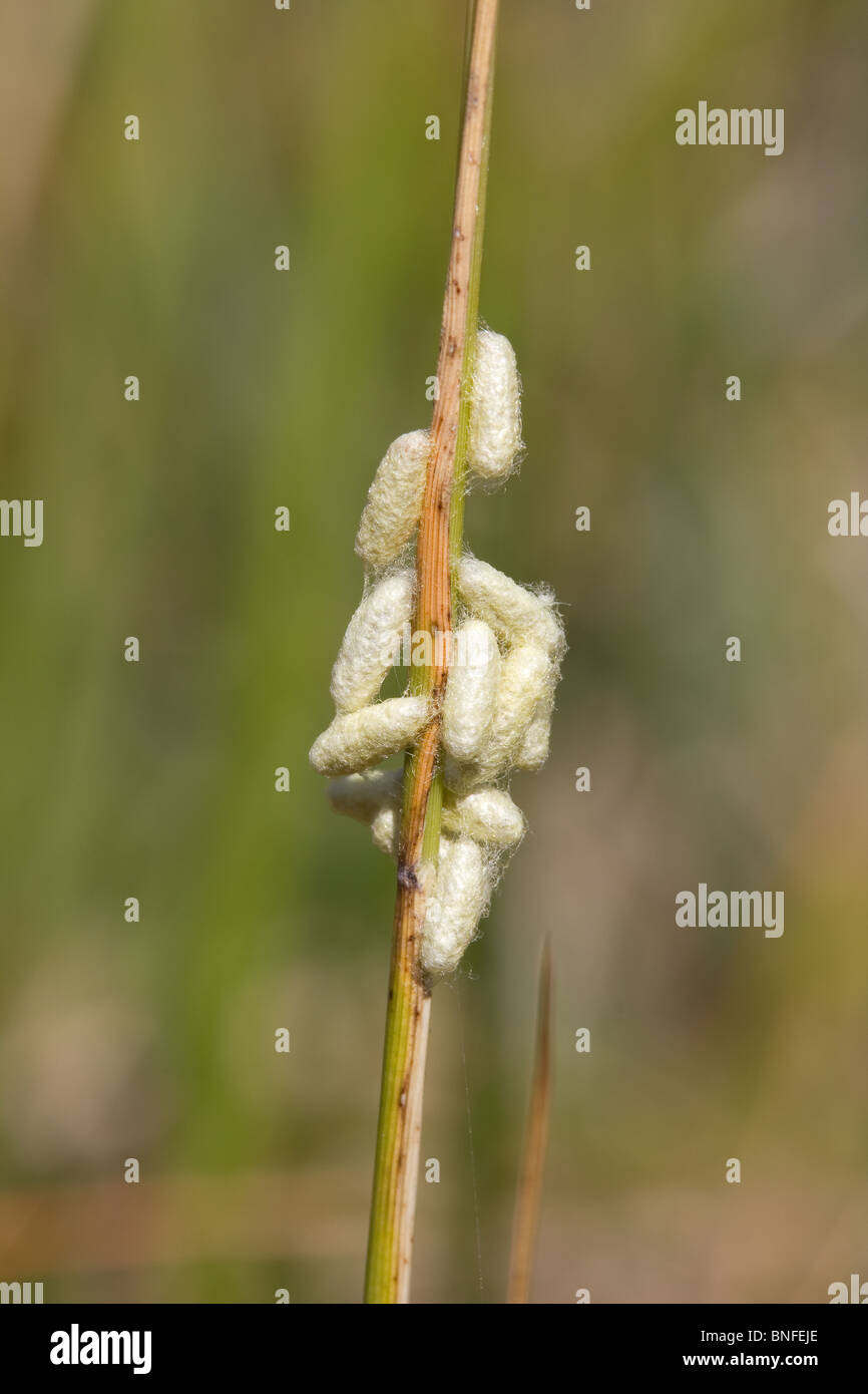 Cocoons of a parasitic wasp larvae. Dorset, UK Stock Photo - Alamy