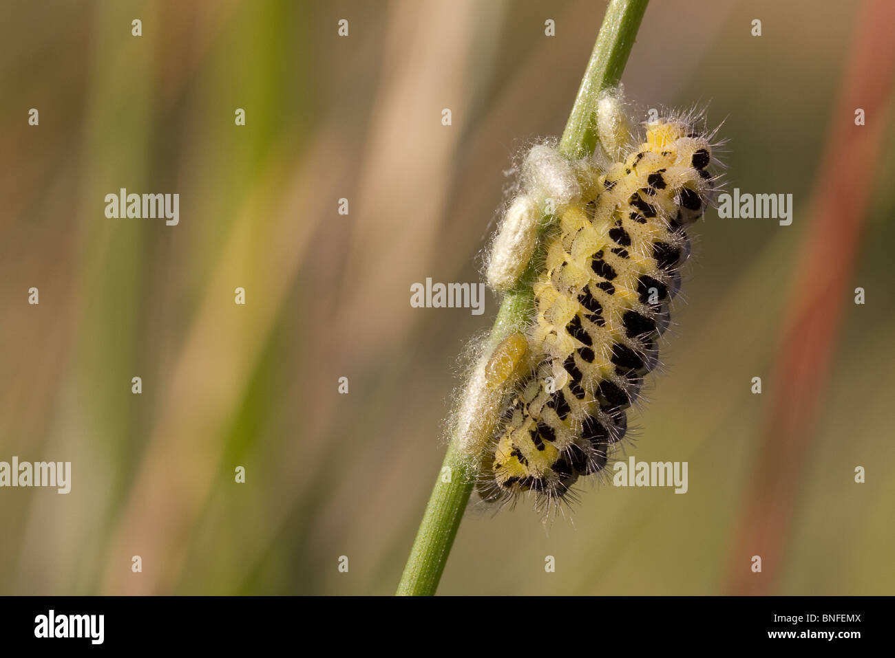 Burnet moth caterpillar parasitised by wasp larvae Stock Photo - Alamy