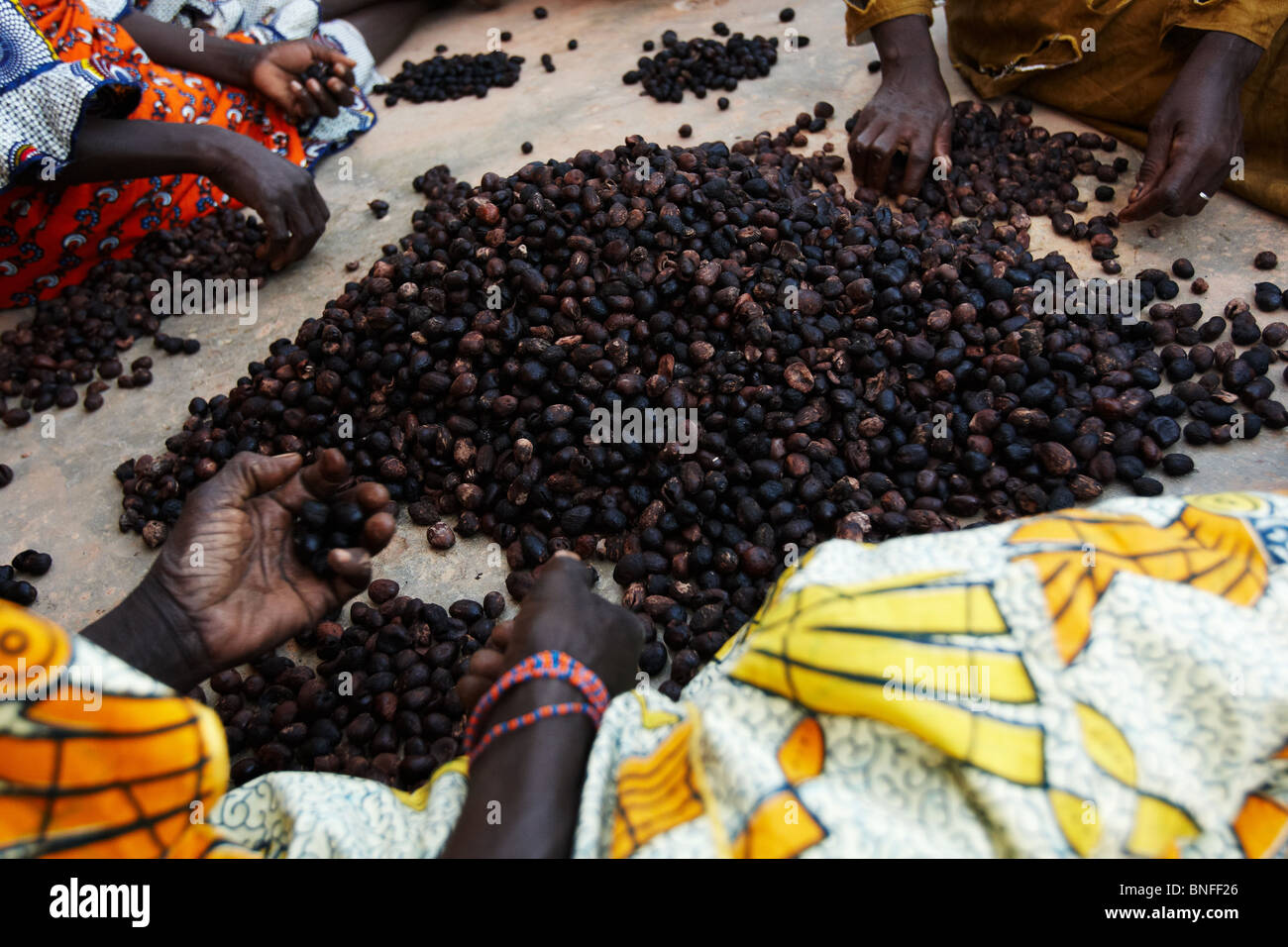 Women sort shea nuts at the Dembayouma shea processing center in the ...