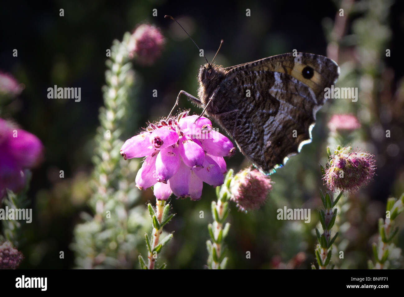 Grayling butterfly (Hipparchia semele) on cross-leaved heath heather ...