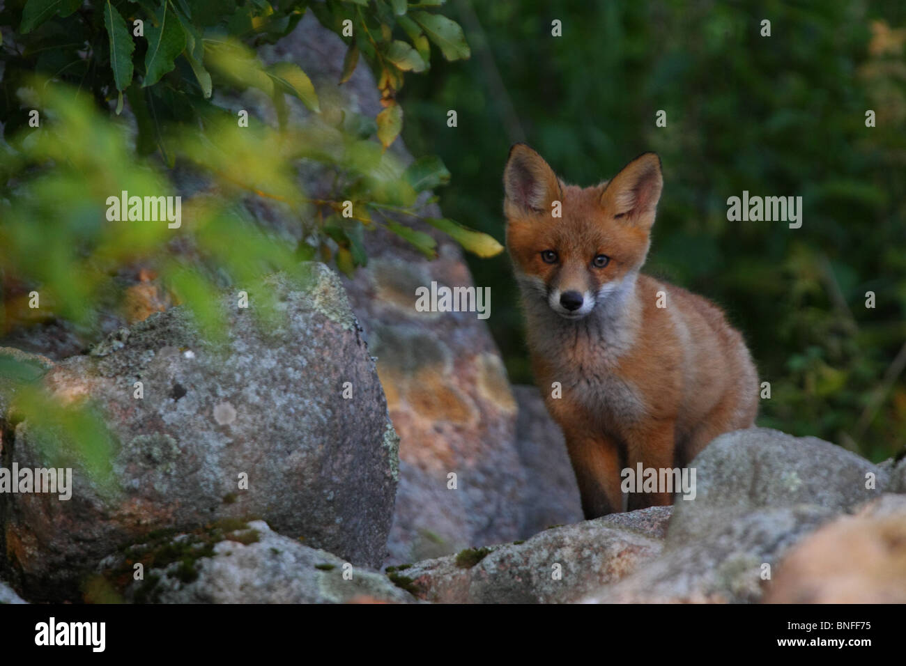 Young red fox hi-res stock photography and images - Alamy
