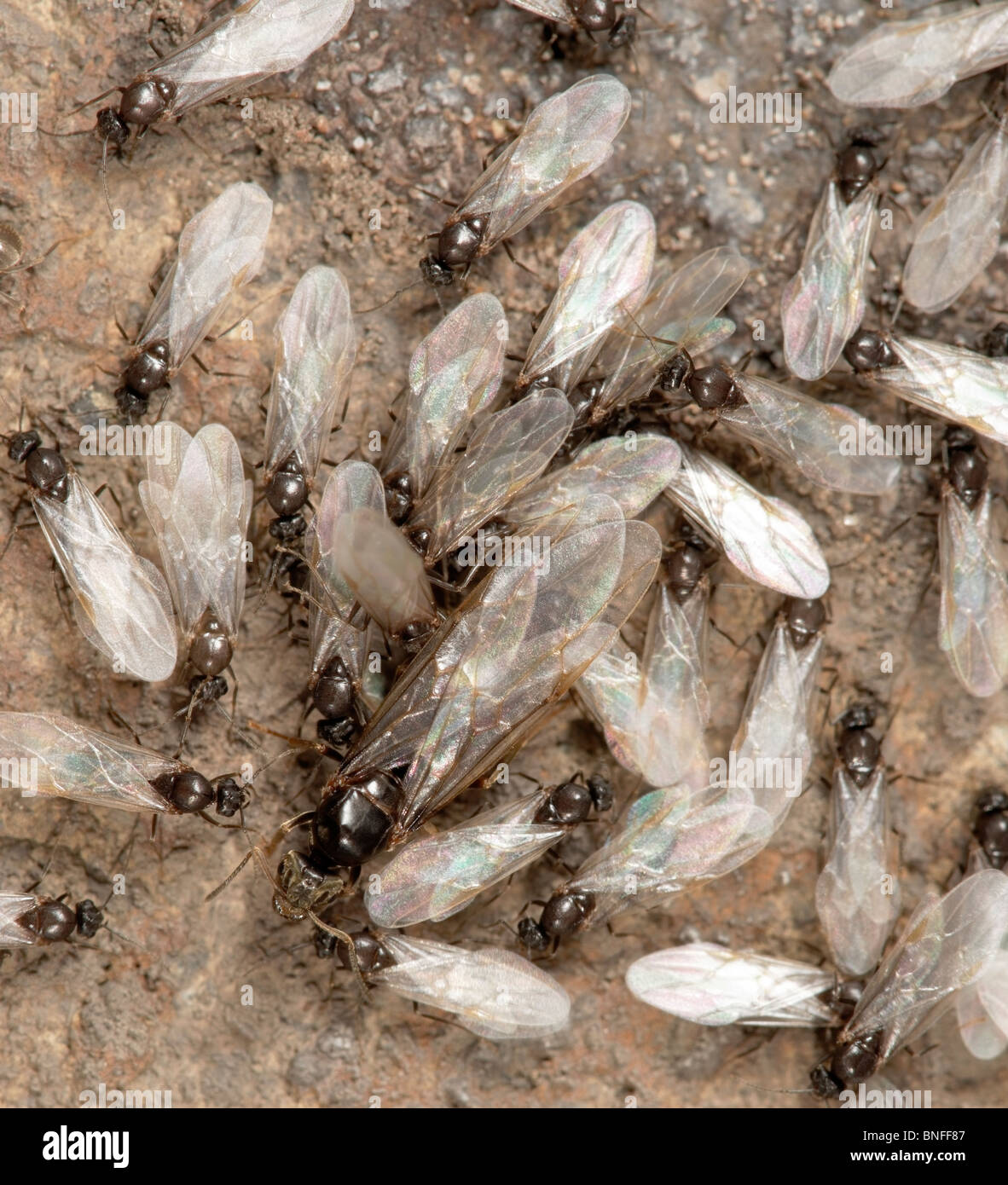 Flying ants hi-res stock photography and images - Alamy