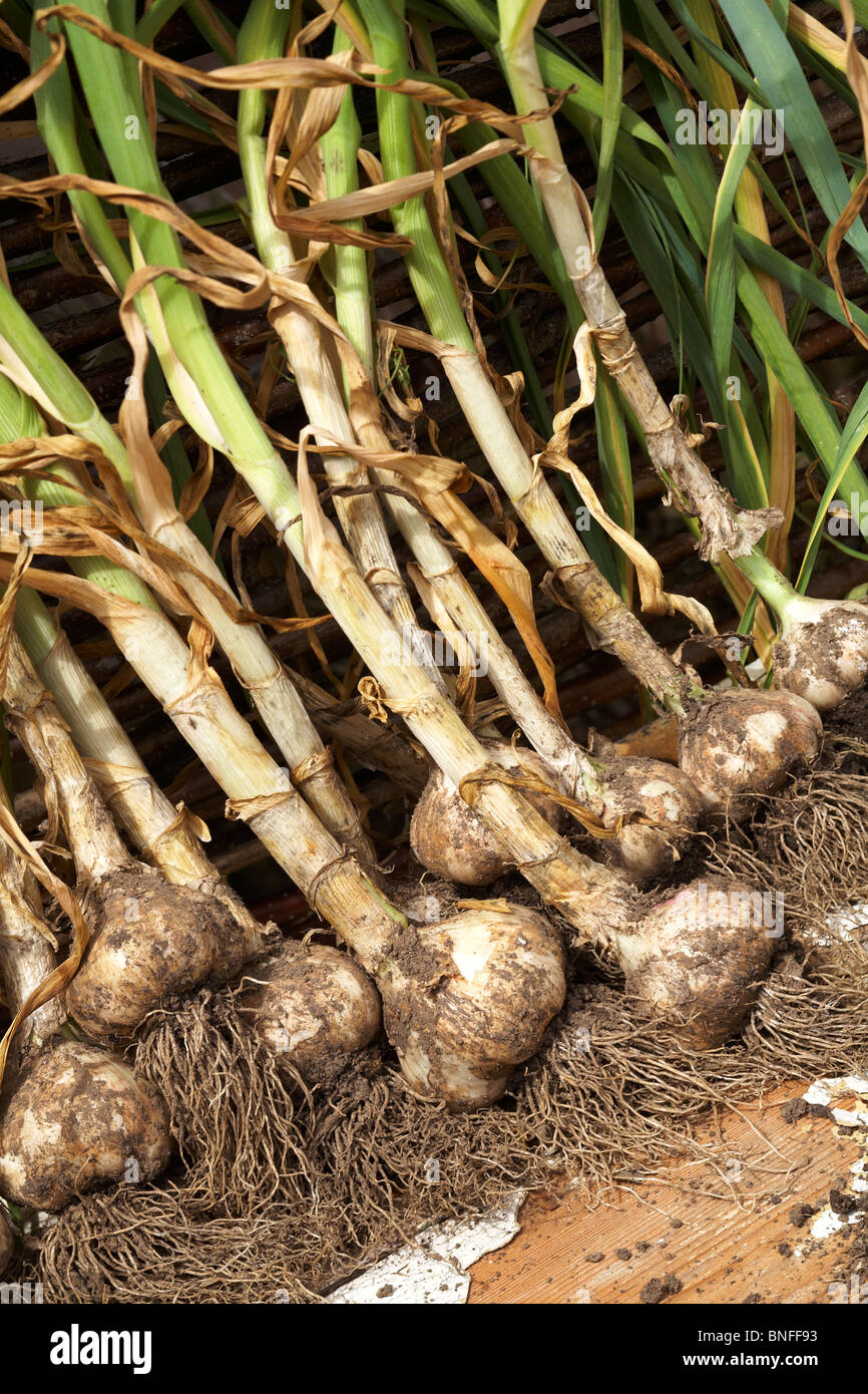 Home Grown Garlic Drying Stock Photo - Alamy