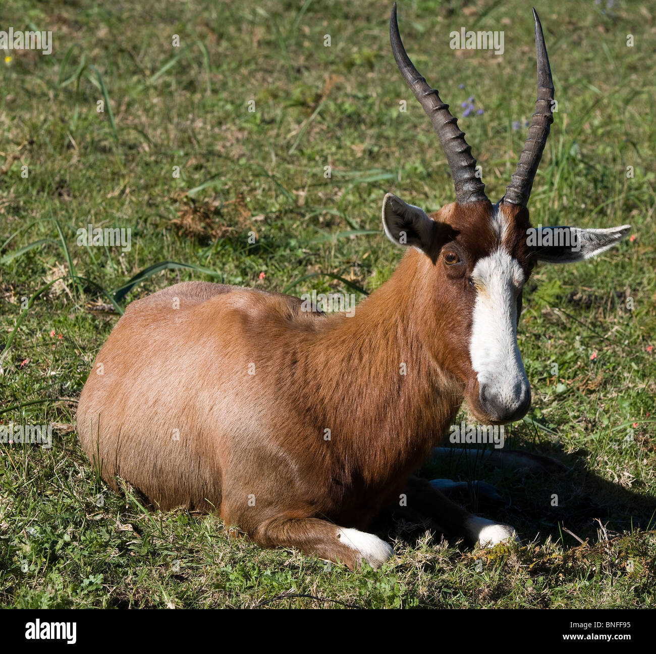 blesbok antelope resting in the sunshine in a game park in the eastern ...