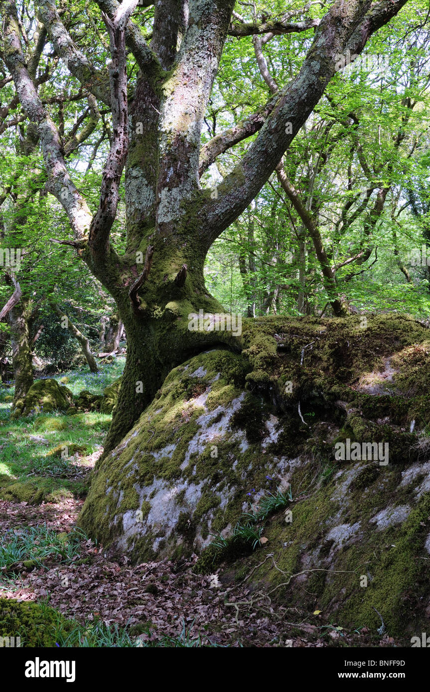 Roots growing into rock hi-res stock photography and images - Alamy