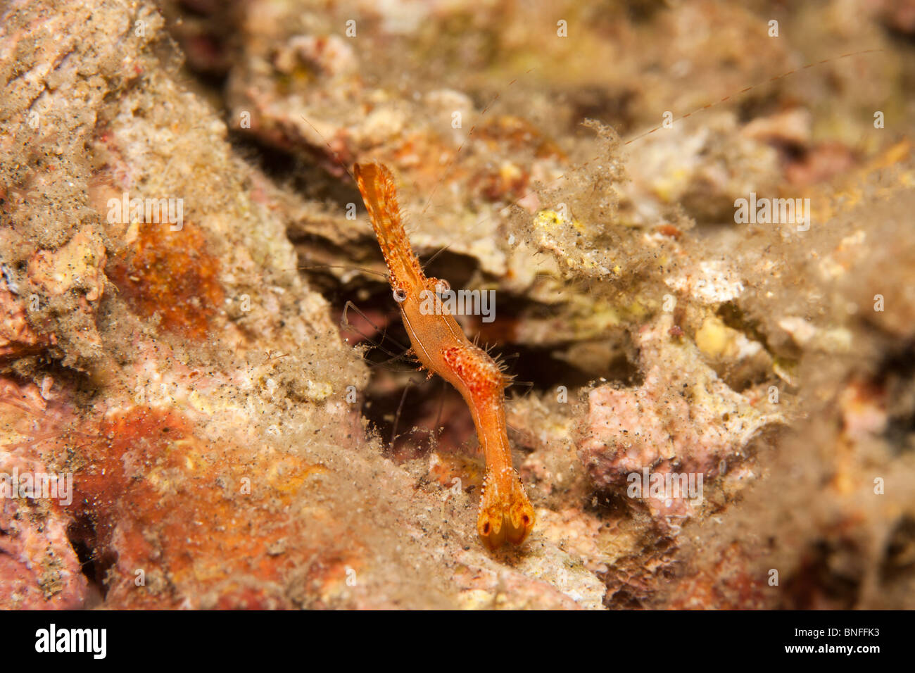Palaemonid Shrimp (Leander plumosus), Palaemonidae family, North ...