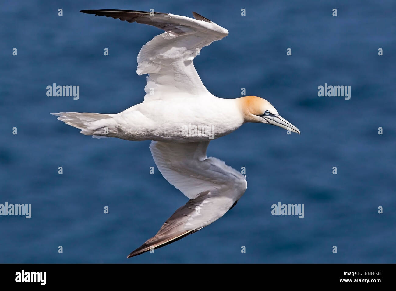 Gannet in flight over a blue sea Stock Photo - Alamy