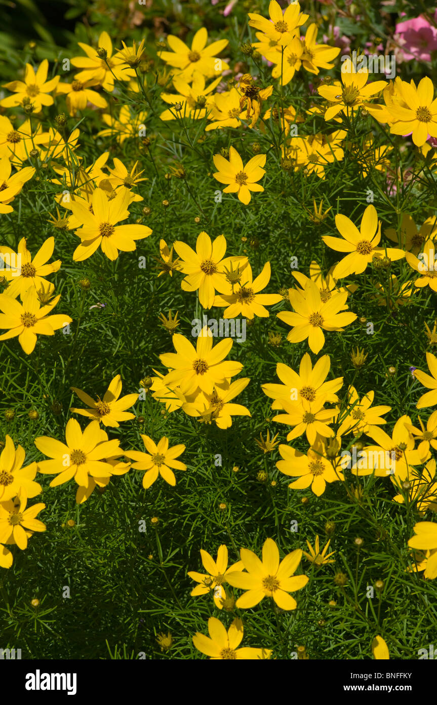 Coreopsis verticillata hi-res stock photography and images - Alamy