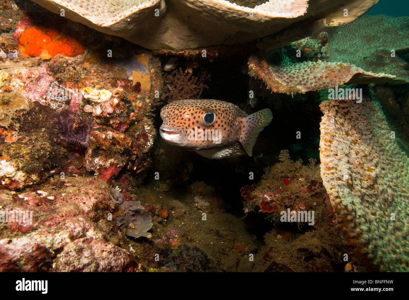 Porcupinefish (Diodon hystrix) in a sea cave Stock Photo - Alamy