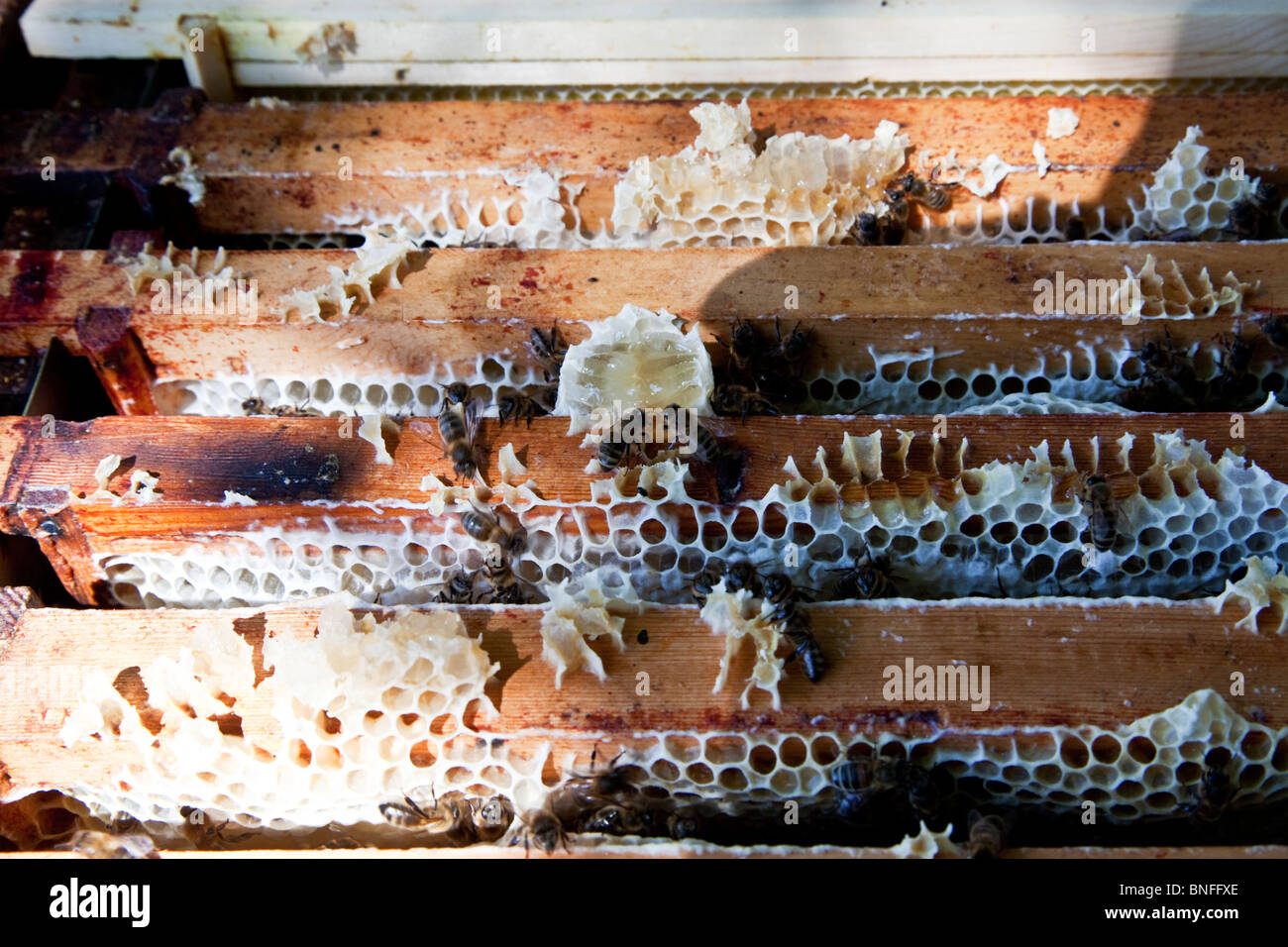 Honey bee hive inside hi-res stock photography and images - Alamy