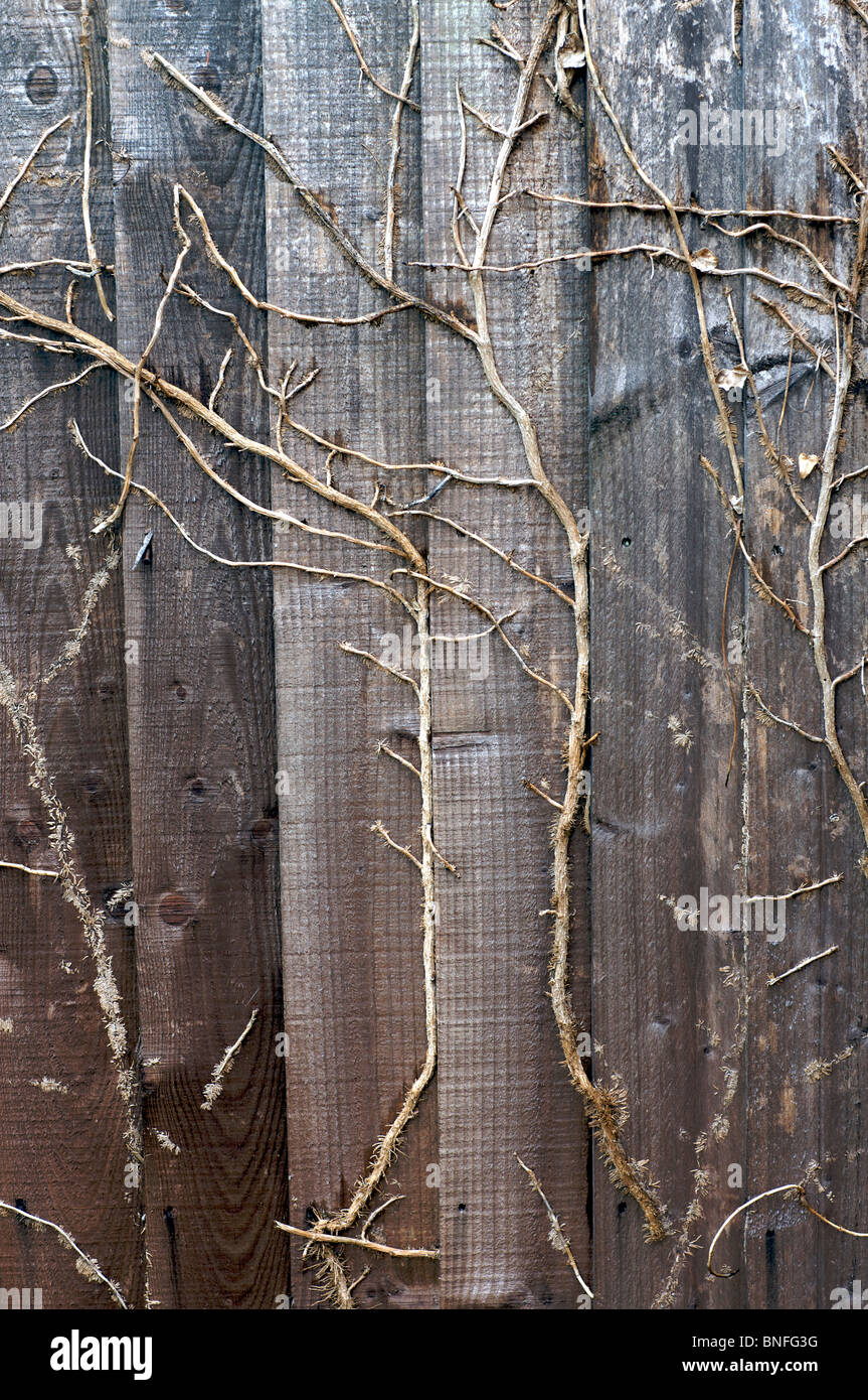 dead ivy on wooden fence Stock Photo - Alamy