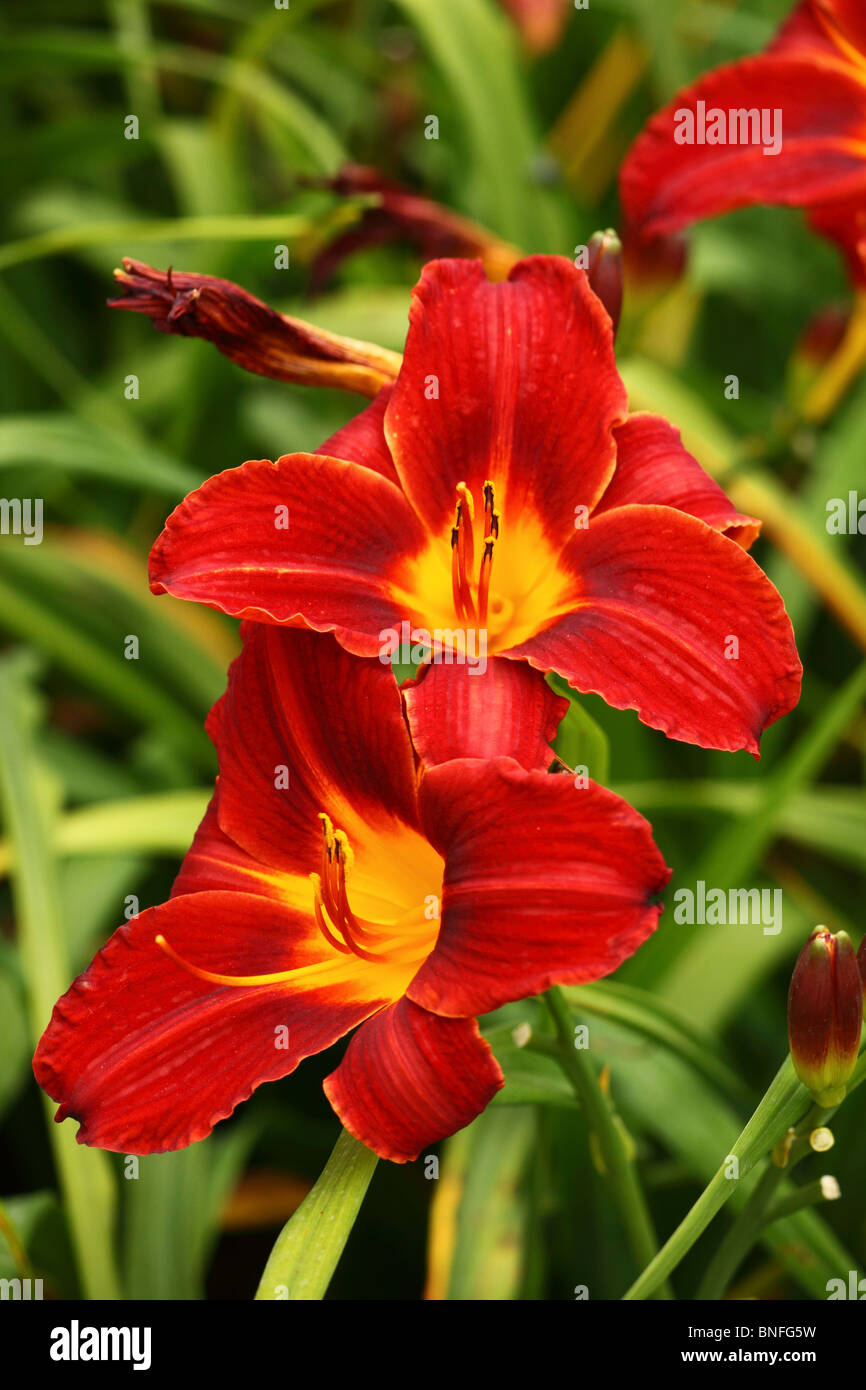 bright red lilies lillys Stock Photo - Alamy