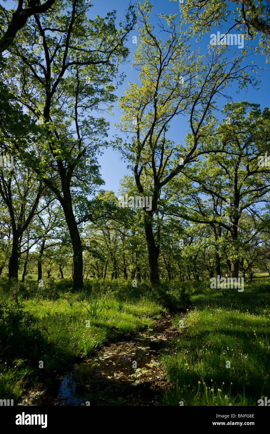 Oak Tree Grove Stock Photos & Oak Tree Grove Stock Images - Alamy