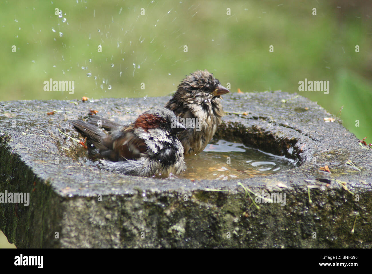 Male Female Sparrows Bird Bath High Resolution Stock Photography and ...