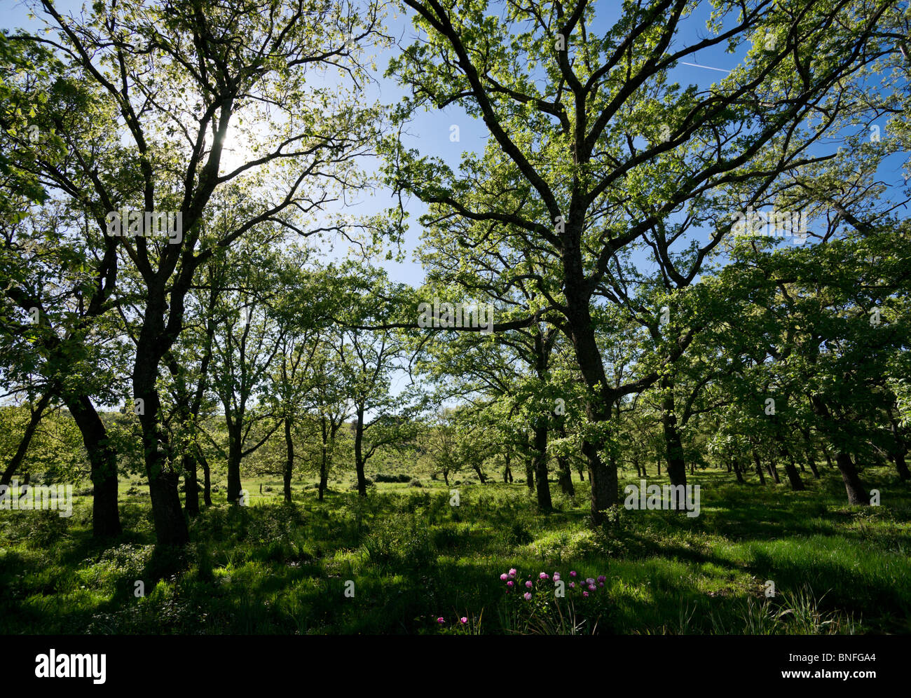 Spain oak trees hi-res stock photography and images - Alamy