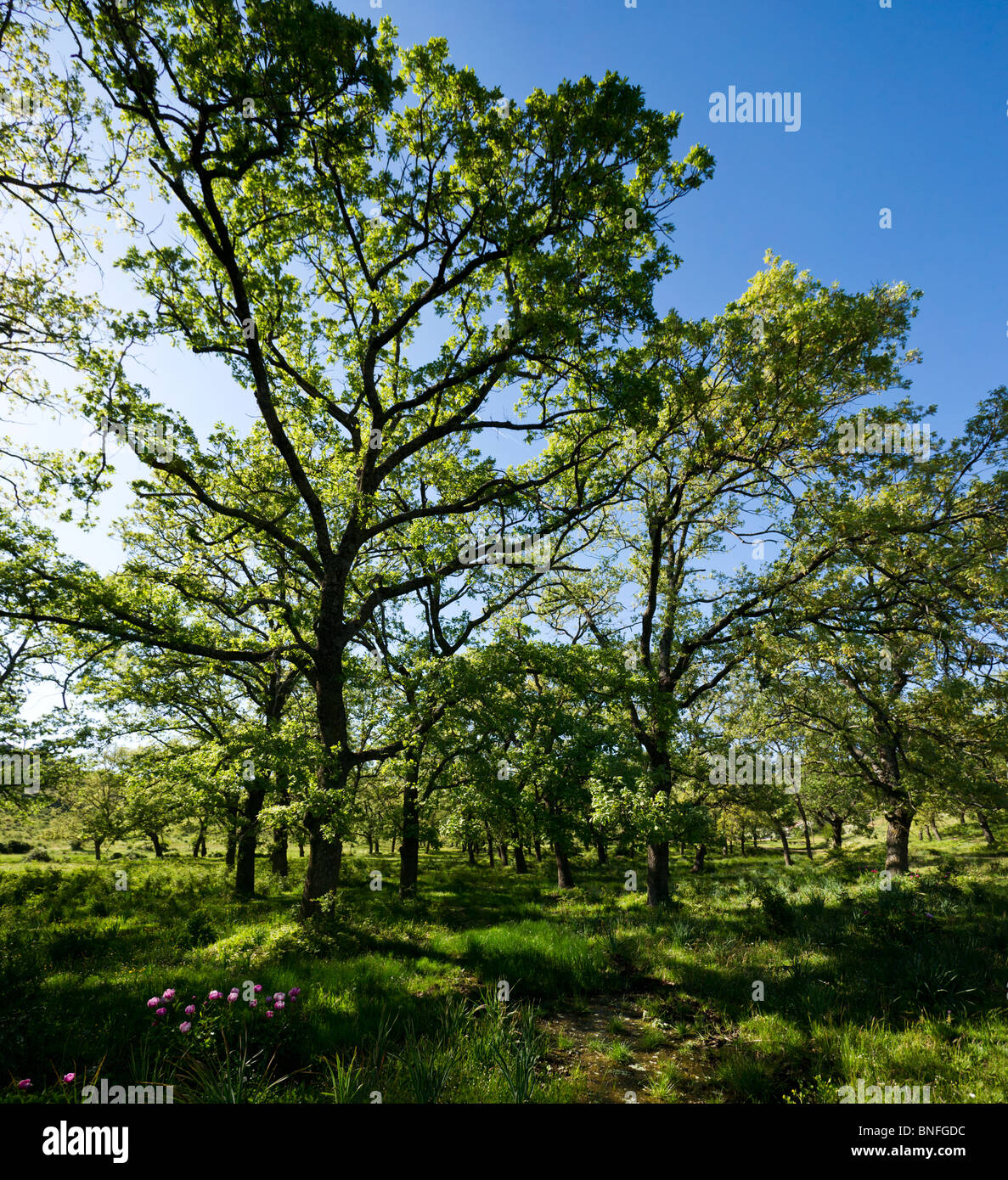 Quercus pyrenaica spain hi-res stock photography and images - Alamy
