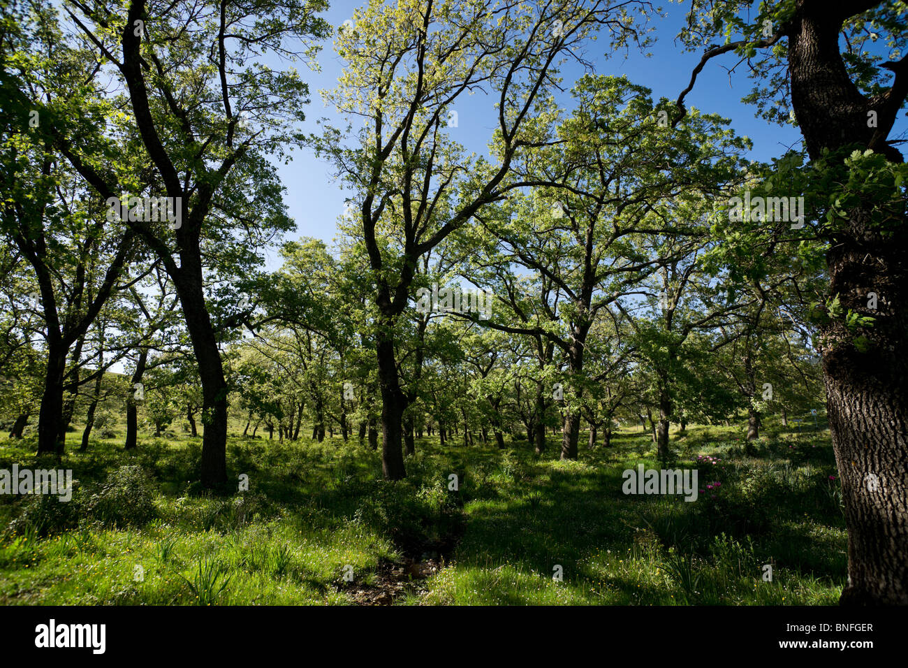 Oak Tree Grove High Resolution Stock Photography and Images - Alamy