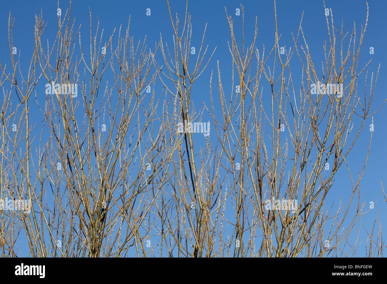 New growth on tree branches against a blue sky Stock Photo - Alamy