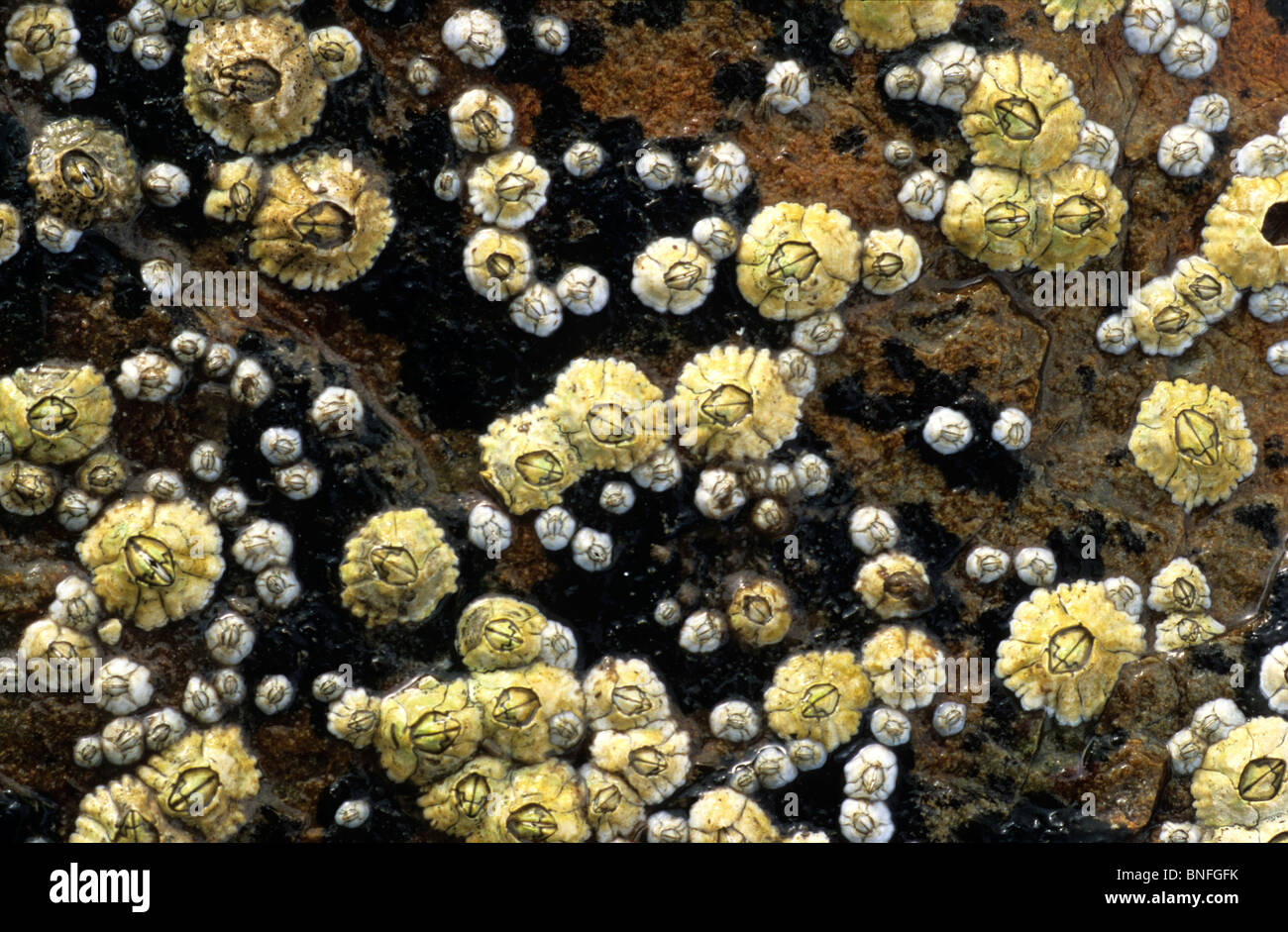 Barnacle covered rock, Plockton, Highlands, Scotland Stock Photo - Alamy