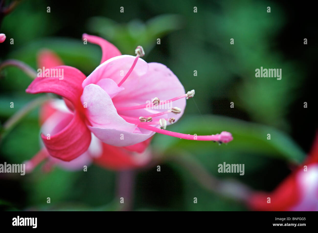 Fuchsia stamen hi-res stock photography and images - Alamy