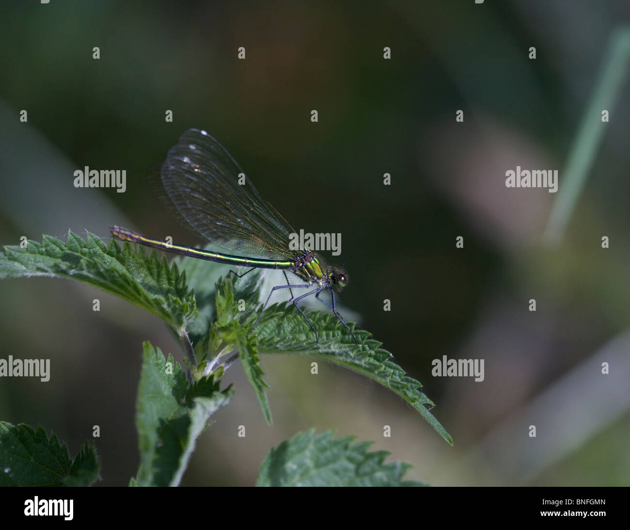 Yellow damselfly hi-res stock photography and images - Alamy