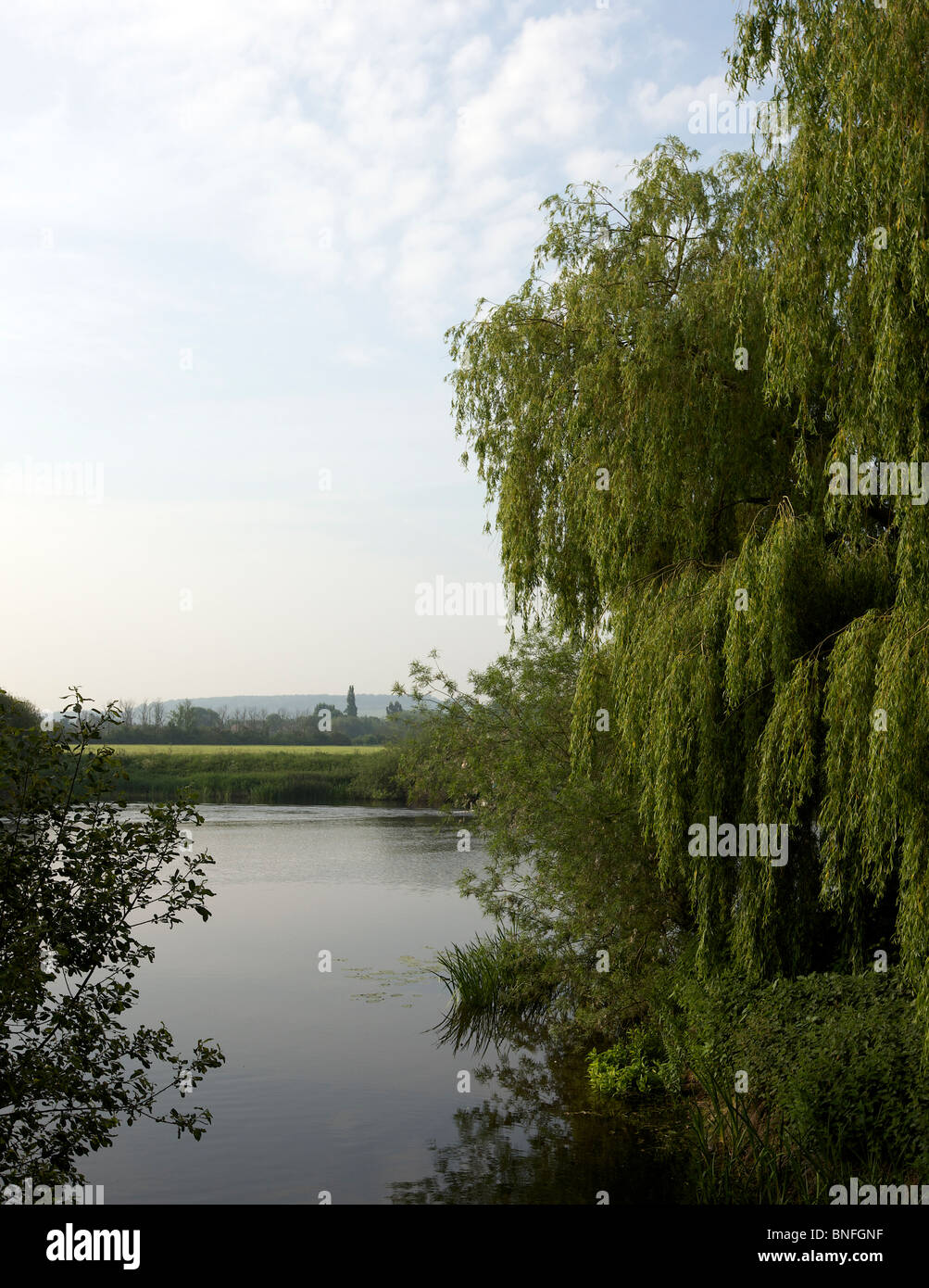 willows by the river Stock Photo - Alamy