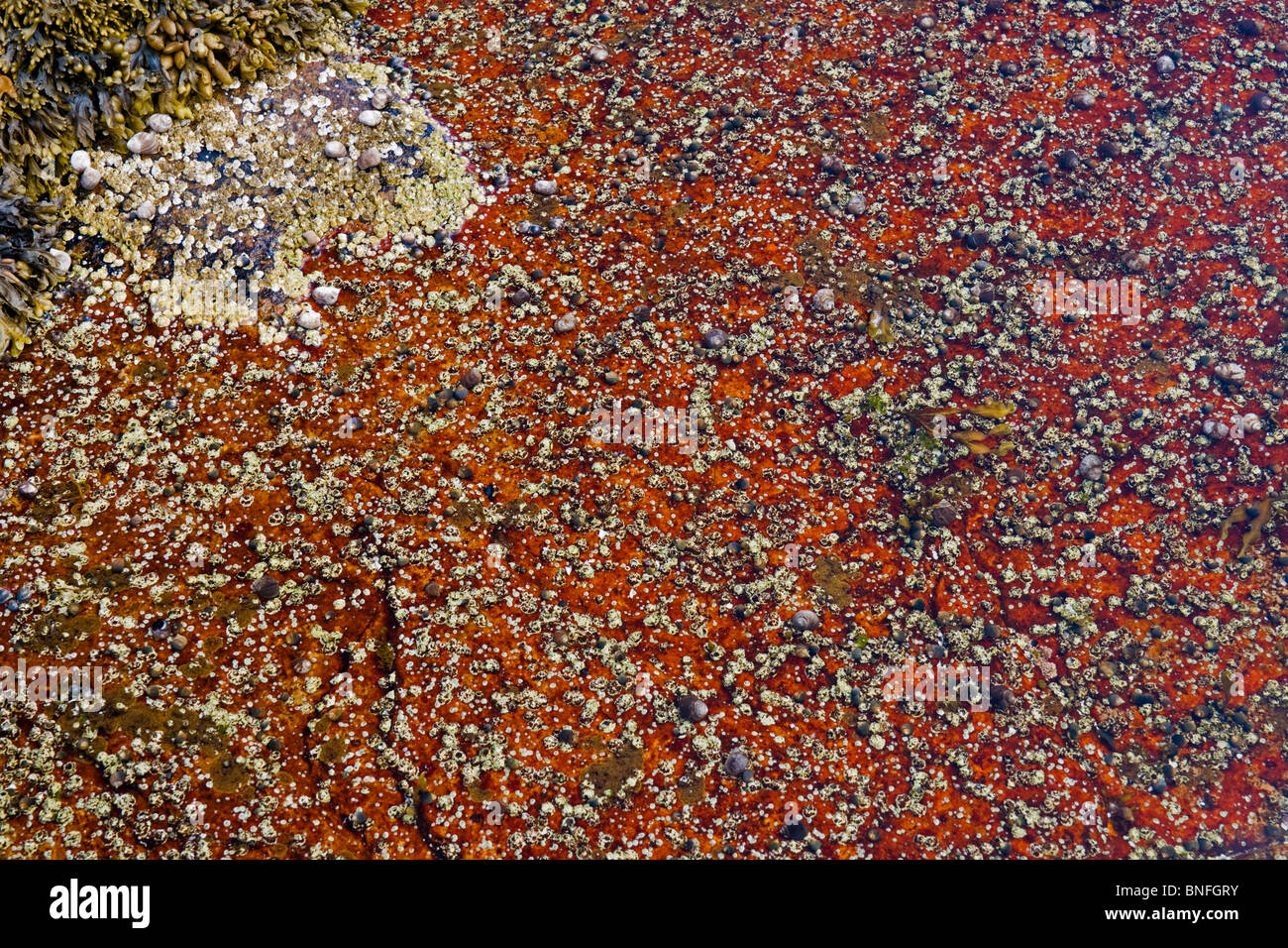 Tidepool and Rocks, Wonderland, Acadia National Park, Maine Stock Photo ...