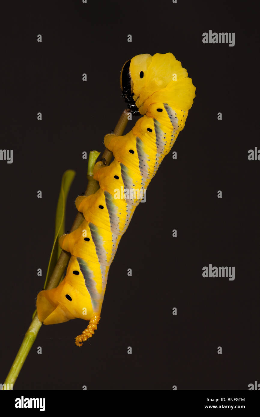 Death's Head Hawk-moth larva, final instar yellow form (c Stock Photo ...