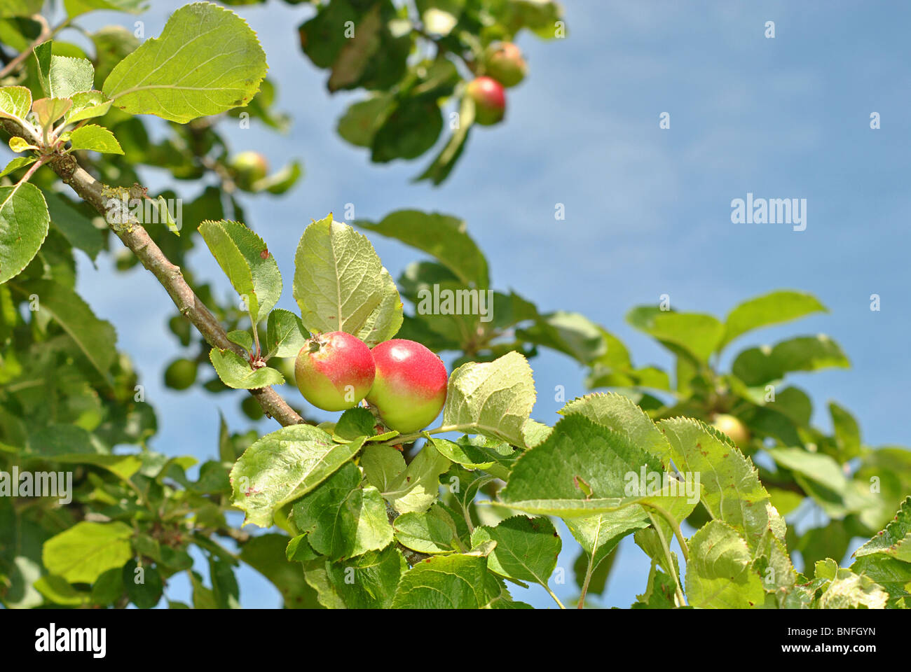 Apple orchard england hi-res stock photography and images - Alamy